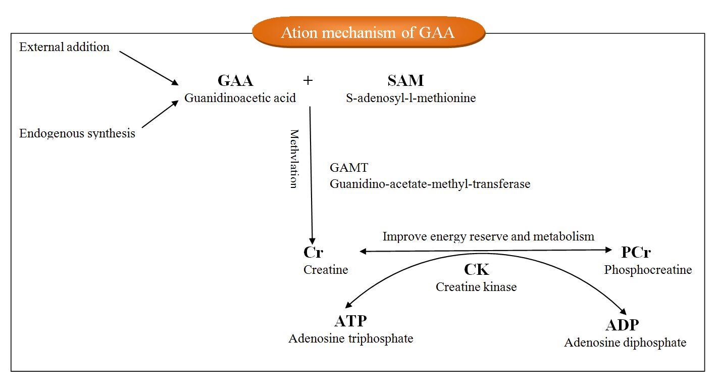 Guanidinoacetic acid(GAA) – AGP alternatives,Anticoccidials,Antibiotic ...