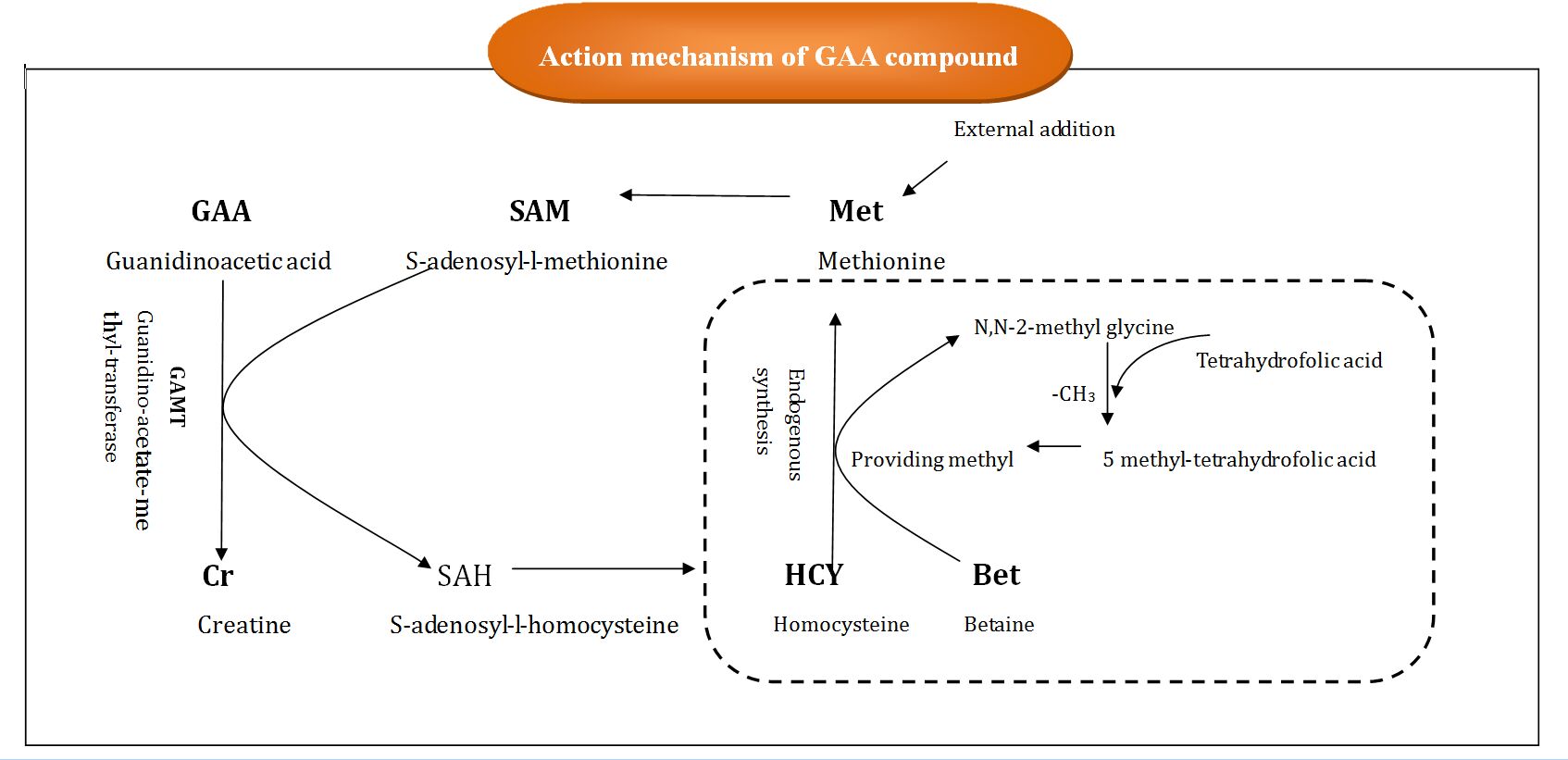 Guanidinoacetic acid(GAA) – AGP alternatives,Anticoccidials,Antibiotic ...
